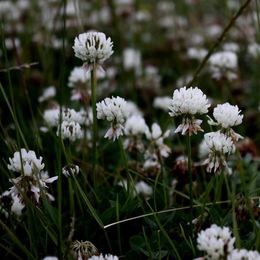 White Clover Seed – John Boy Farms